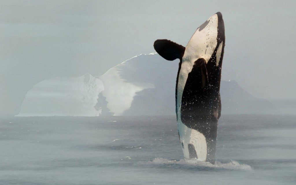 48+ Orca Wallpapers
