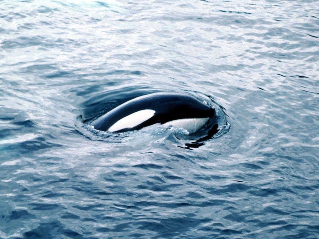 48+ Orca Wallpapers