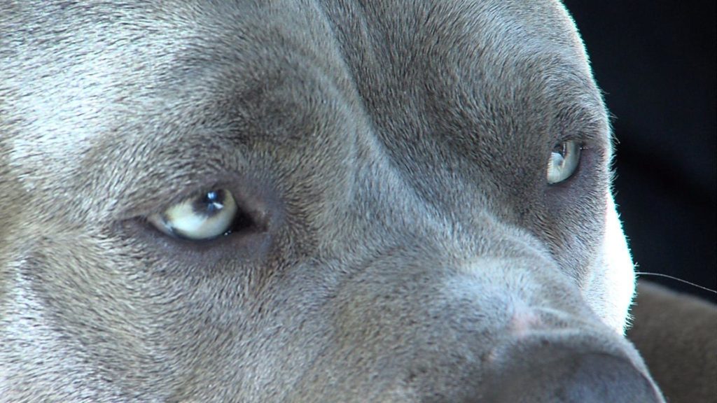 Glamorous Albino Pit Bull White Skiny Abnormal Dog Animal ...