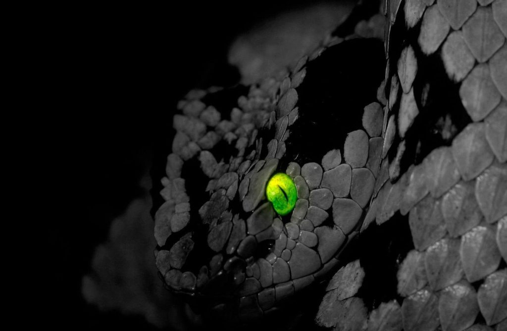 55+ Snake Wallpapers